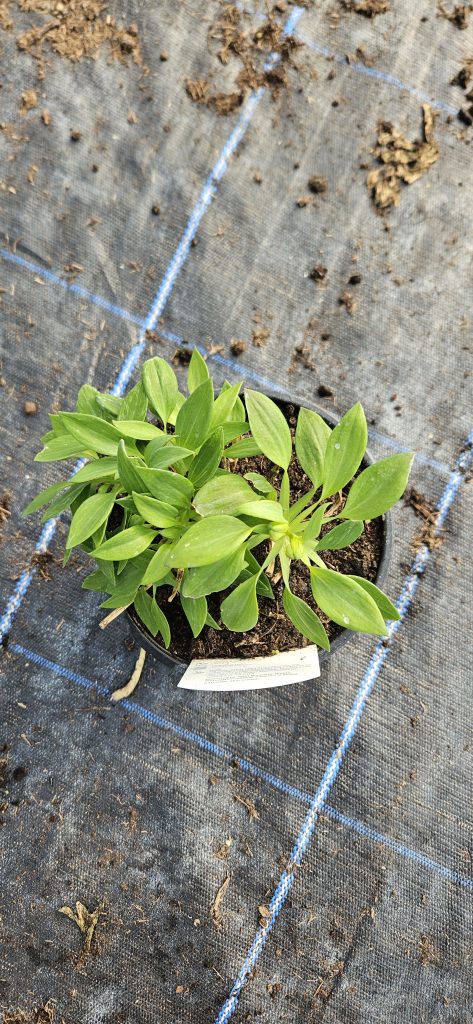 Alstroemeria Inticancha 'Maya' | Shop Alstroemeria | Proctors Nursery