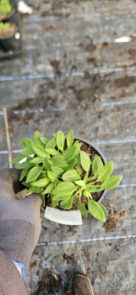 Alstroemeria Inticancha 'Maya' | Shop Alstroemeria | Proctors Nursery