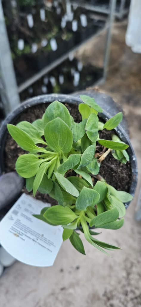 Alstroemeria Inticancha 'Sunshine' | Shop Alstroemeria | Proctors Nursery