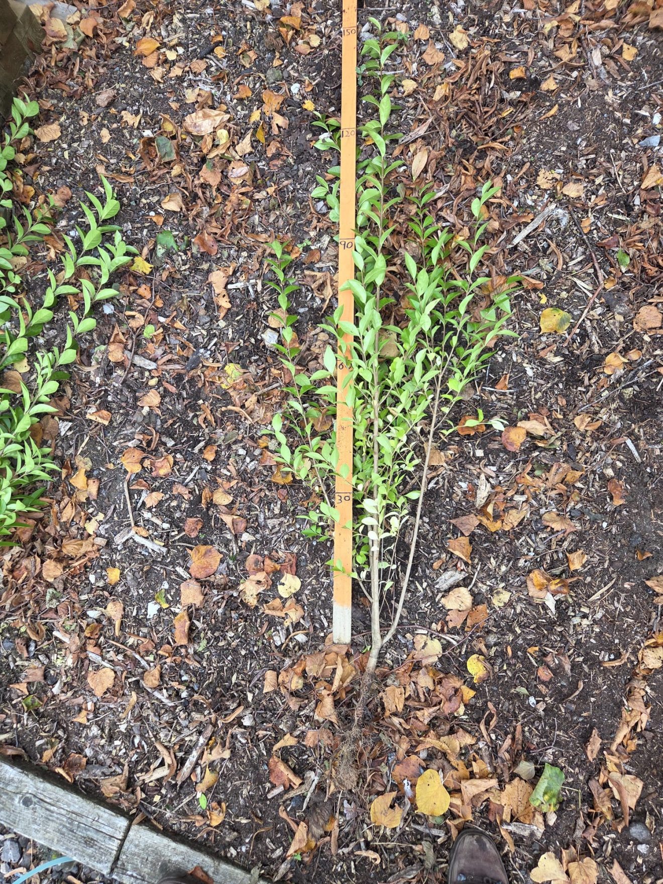 Bare Root Transplants - Green Privet - 4ft | Proctors Nursery