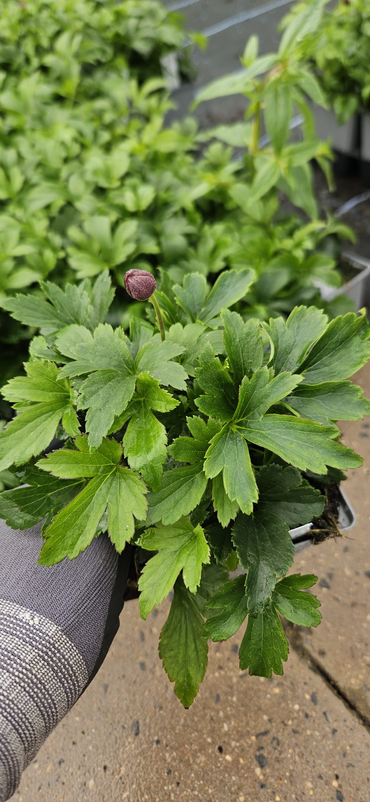 Anemone × hybrida 'Pretty Lady Diana' PBR (Pretty Lady Series ...