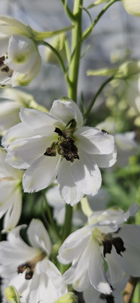 Delphinium (Pacific Giant Series) 'Percival' | Shop Delphinium ...