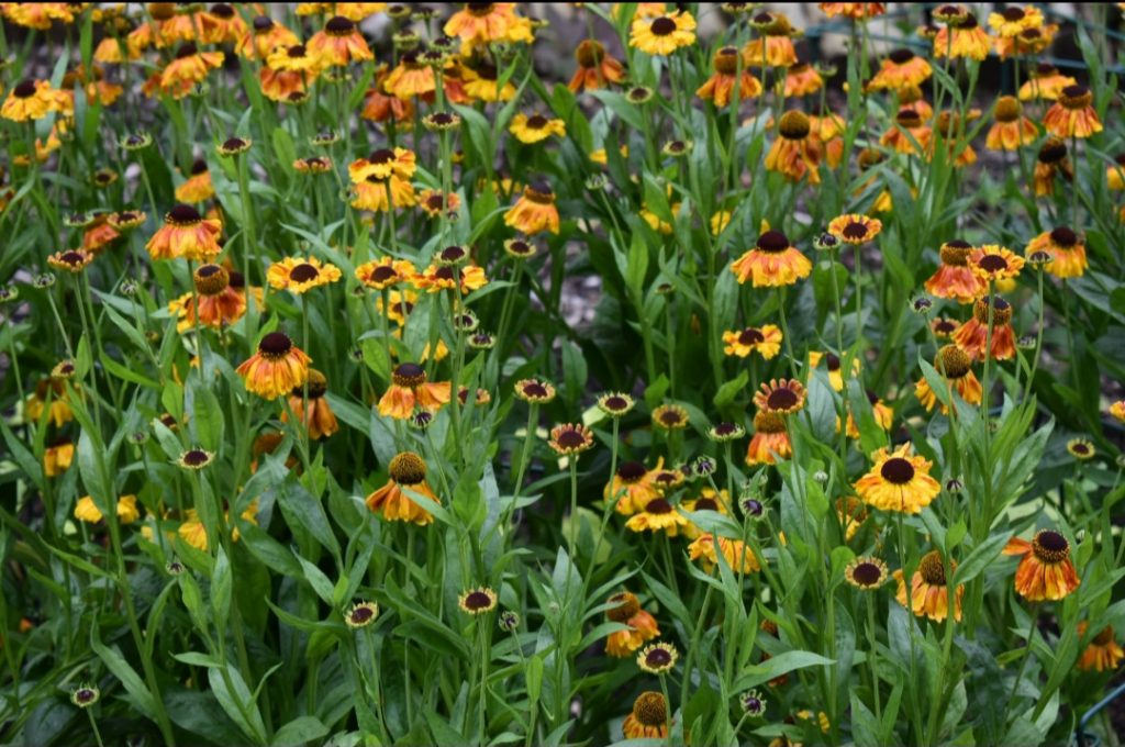 Helenium 'Waltraut' | Shop Established Helenium | Proctors Nursery