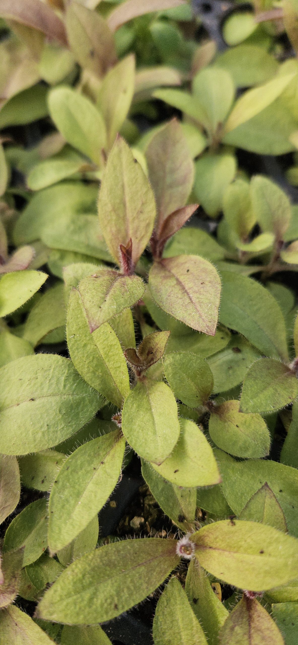 Lychnis x arkwrightii ‘Orange Zwerg’ | Established Lychnis | Proctors ...