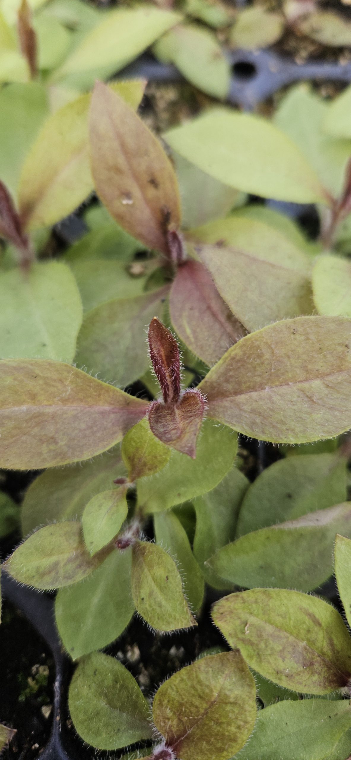 Lychnis x arkwrightii ‘Orange Zwerg’ | Established Lychnis | Proctors ...