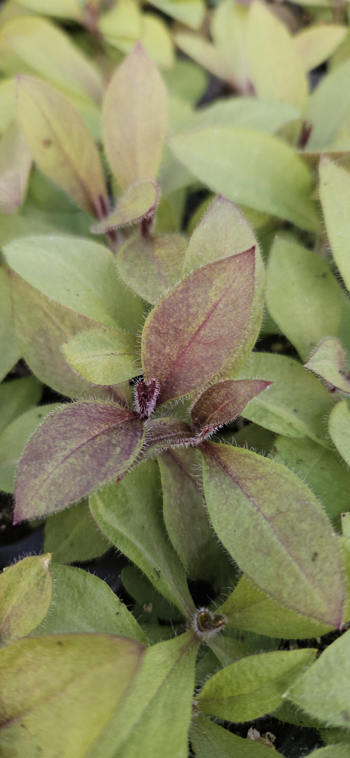 Lychnis x arkwrightii ‘Orange Zwerg’ | Established Lychnis | Proctors ...