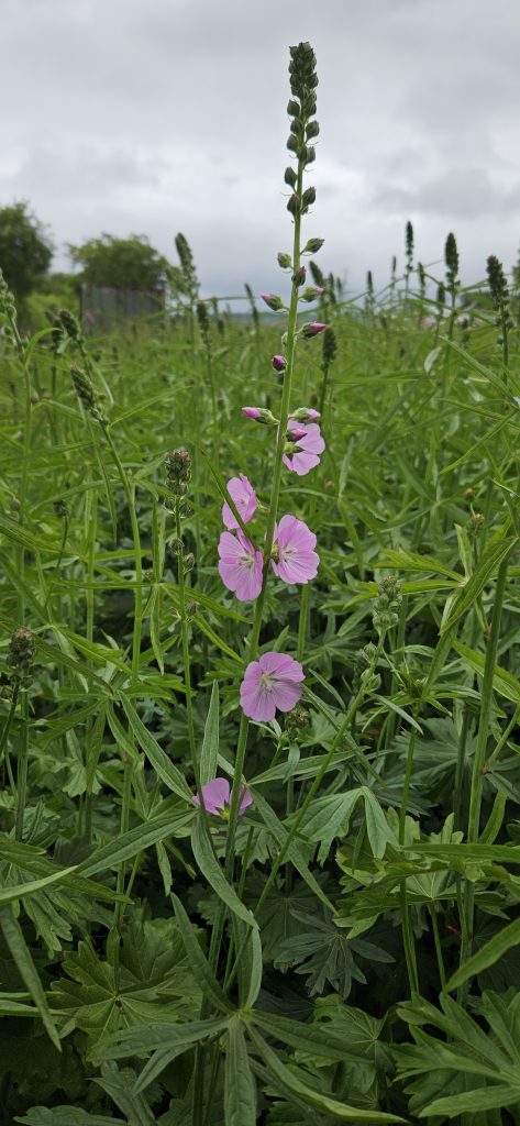 Sidalcea 'Shimmer' | Shop Well Established Sidalcea | Proctors Nursery